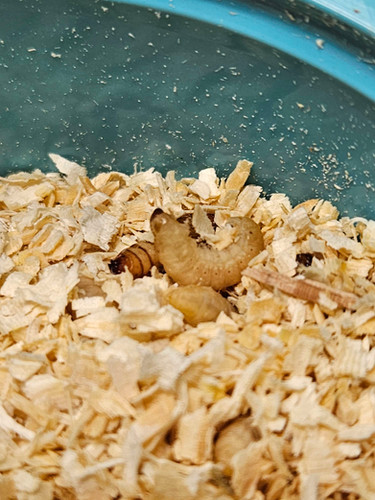 Live Waxworms (25ct)- In Store Pickup Only | CB Sensations