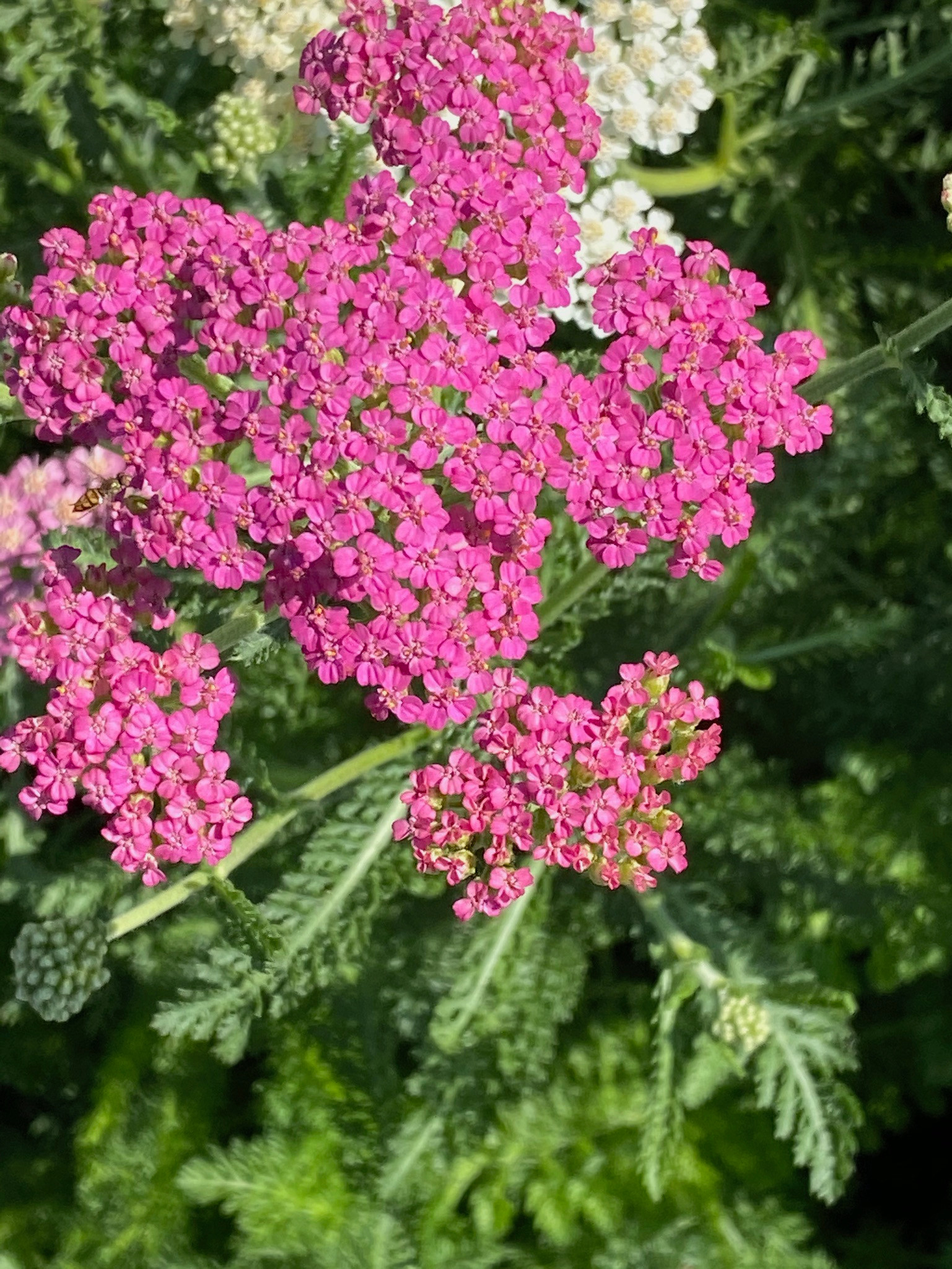 Yarrow