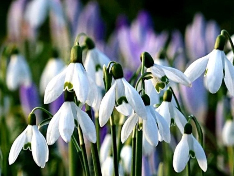 WAHGA - Jobs for January