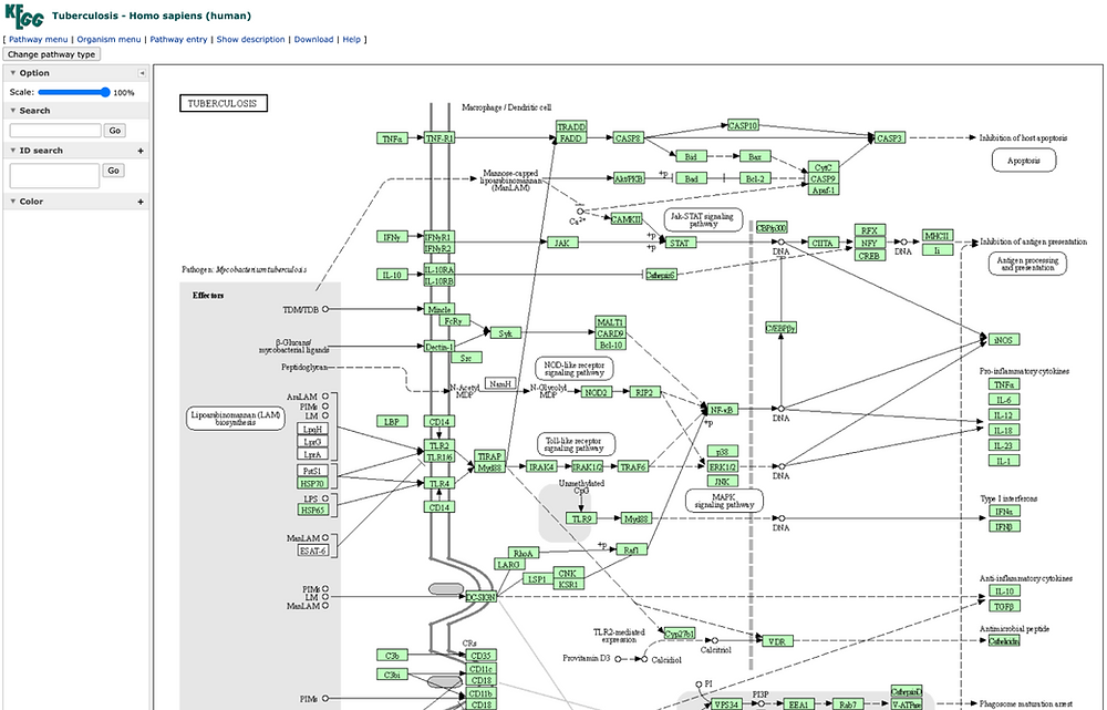 Using Kegg Pathways For Computational Biologythe Unity Networksahana Youve Decided On A Disease