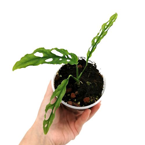 Monstera Obliqua Peru / Peruvian (Young Plant) | Kern Plants