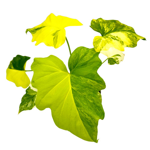 Thaumatophyllum Java Beauty Variegata / Williamsii Hybrid Variegata ...