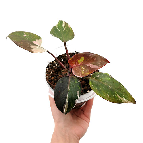 Philodendron Red Anderson Variegata | Kern Plants