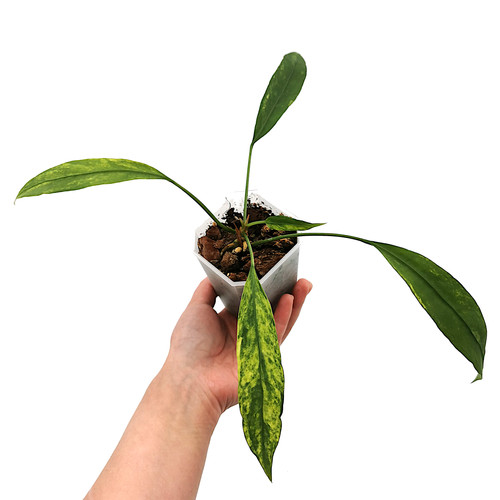 Anthurium Vittarifolium Variegata (Young Plant) | Kern Plants