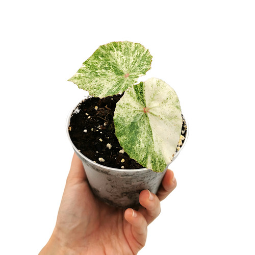 Begonia Rouge Variegata (Highly Variegated) | Kern Plants