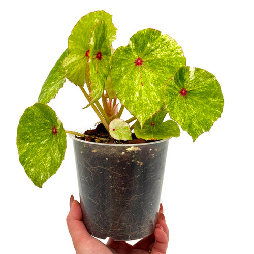 Begonia Rouge Variegata | Kern Plants
