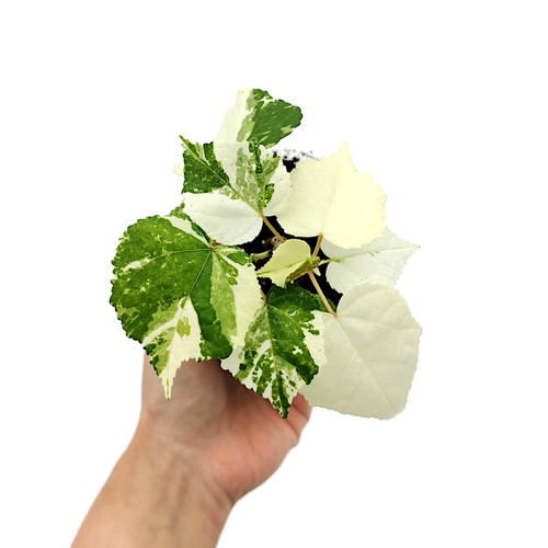 Hibiscus Tiliaceus Variegata | Kern Plants