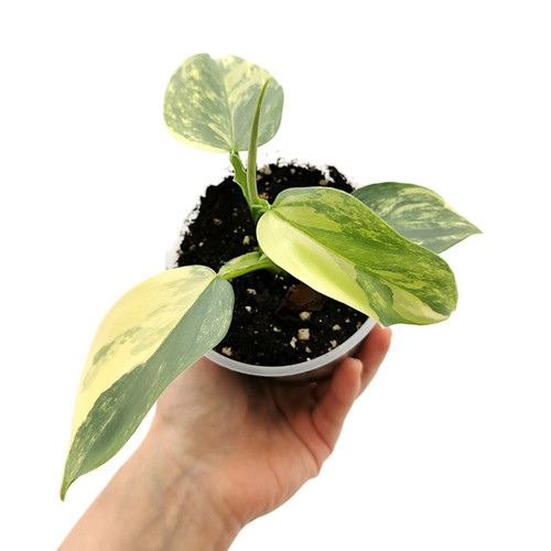 Philodendron Hastatum Silver Sword Variegata | Kern Plants