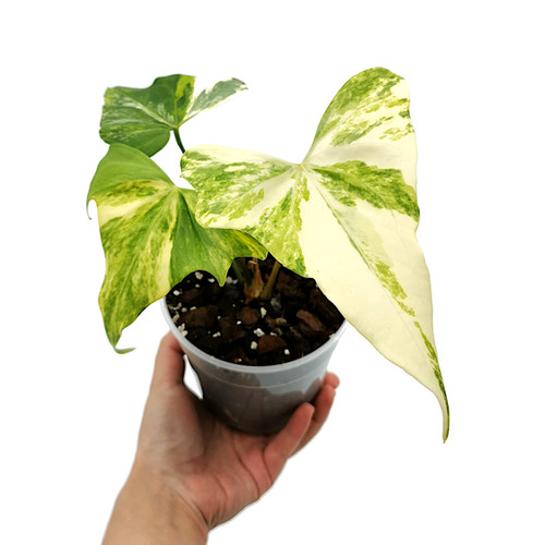 Anthurium Pterodactyl Variegata | Kern Plants