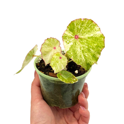 Begonia Rouge Variegata | Kern Plants