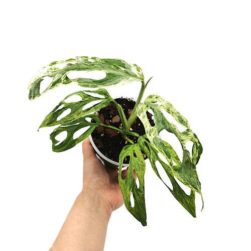Monstera Adansonii Indonesian Marble | Kern Plants