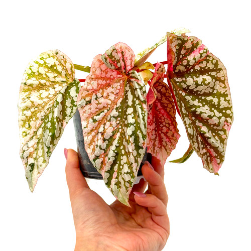 Begonia Snow Capped / Snowcap Variegata | Kern Plants