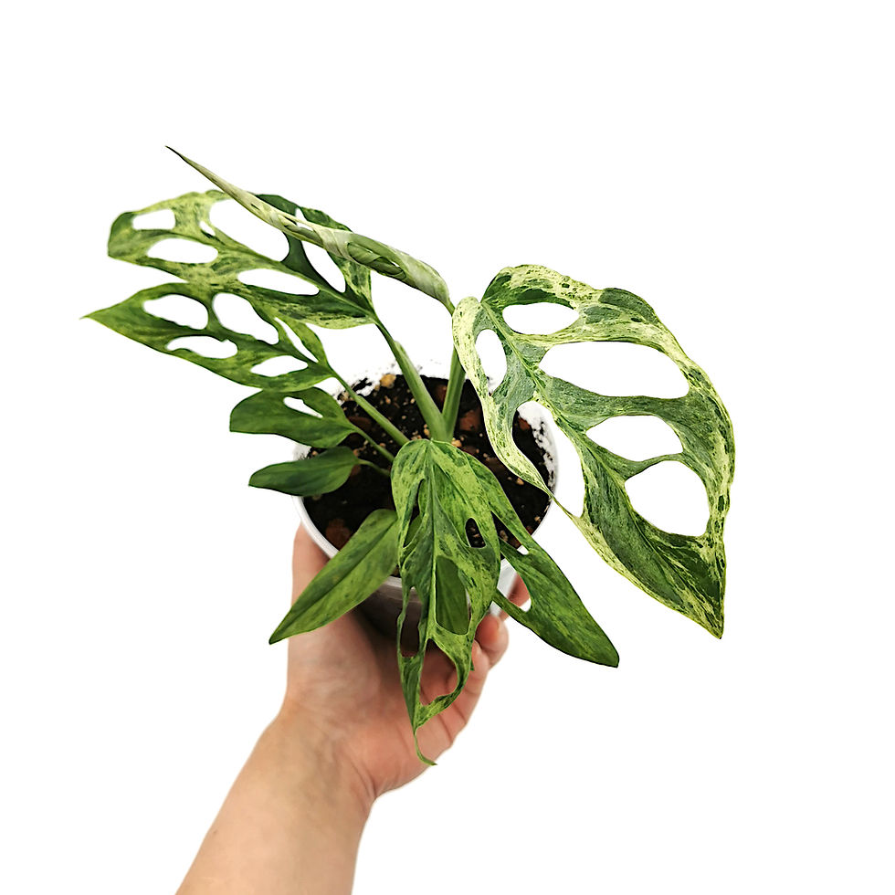 Monstera Adansonii Indonesian Marble | Kern Plants