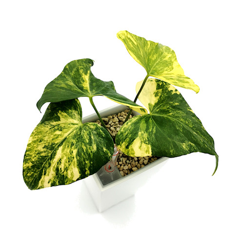 Anthurium Pterodactyl Variegata | Kern Plants