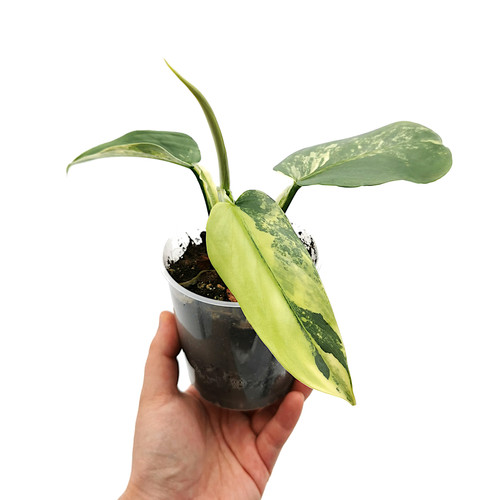 Philodendron Hastatum Silver Sword Variegata | Kern Plants