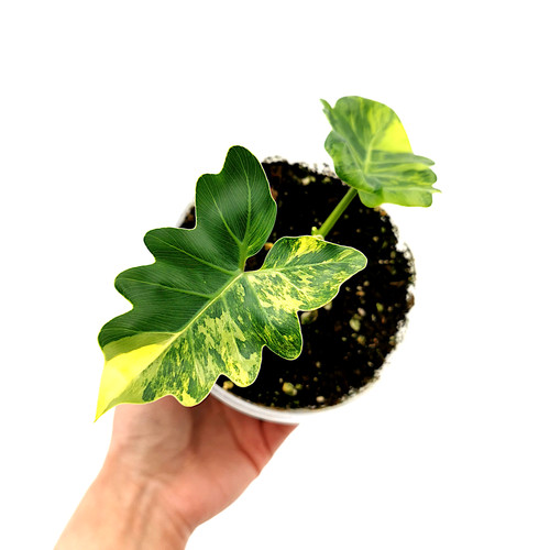 Thaumatophyllum Java Beauty Variegata / Williamsii Hybrid Variegata ...