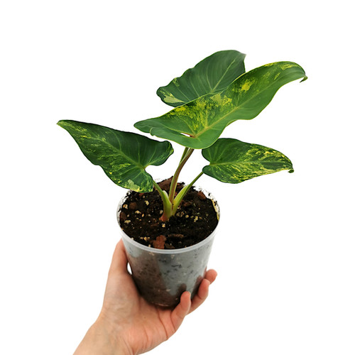 Thaumatophyllum / Philodendron Williamsii Variegata | Kern Plants