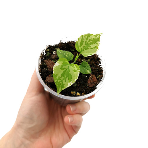 Telosma Minor Variegata (Young Plant) | Kern Plants