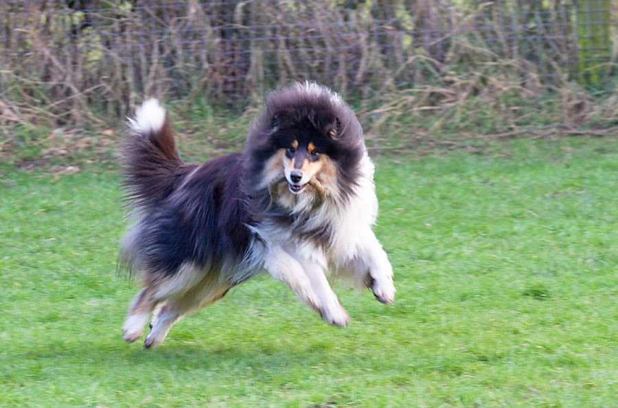 Rough Collie Breed Standard | Midland Collie Club