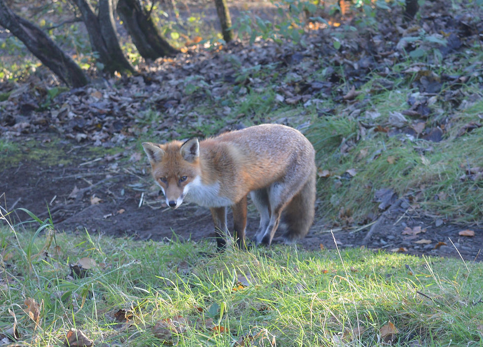 Hidden wilderness in cities: Stories of the Urban fox in London