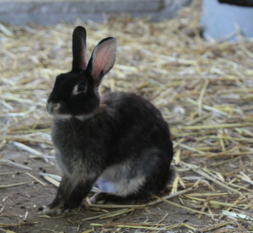 Rex Rabbit Kits | Good Enough Farms