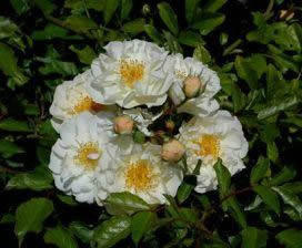 Goldfinch Rose | Shop at Apuldram Roses