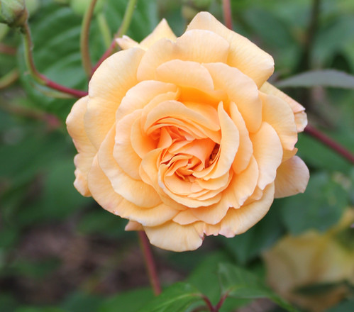 Buff Beauty Rose | Shop | Apuldram Roses