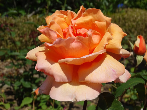 Indian Summer Rose | Shop | Apuldram Roses