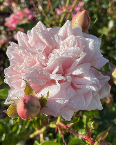 Awakening Rose | Shop | Apuldram Roses