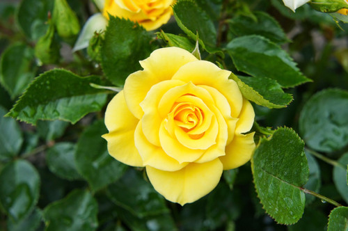 Flower Power Gold Rose | Shop at Apuldram Roses