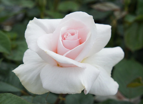 A Whiter Shade Of Pale Rose | Shop at Apuldram Roses