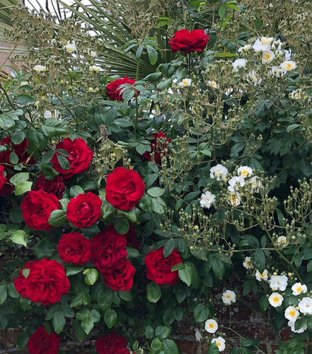 Crimson Cascade Rose | Shop | Apuldram Roses