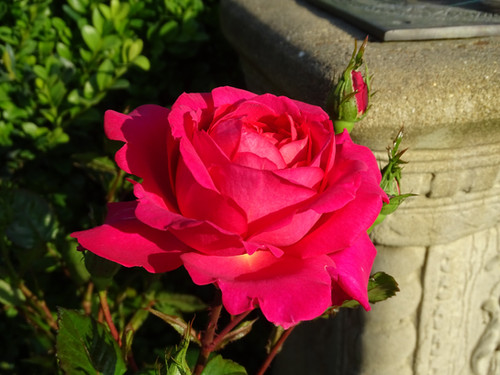 My Dad Rose | Shop | Apuldram Roses