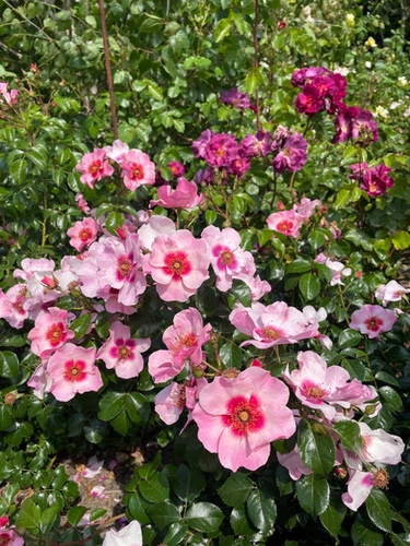 Bright As A Button Rose | Shop | Apuldram Roses