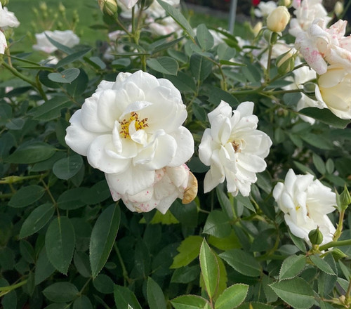 Kent Rose | Shop | Apuldram Roses