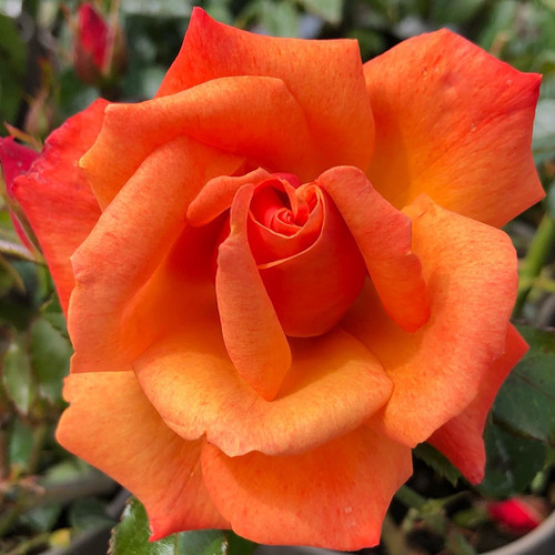 Remember Me Rose | Shop | Apuldram Roses