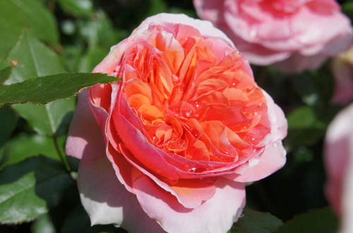 Duchess of Cornwall Rose | Shop | Apuldram Roses