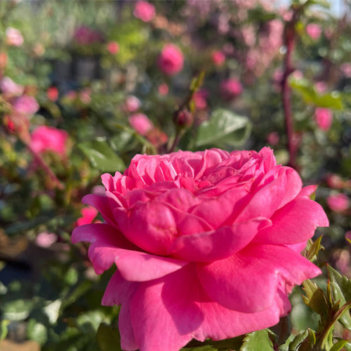 Boogie Woogie Rose | Shop | Apuldram Roses