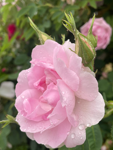 Celeste Rose | Shop | Apuldram Roses