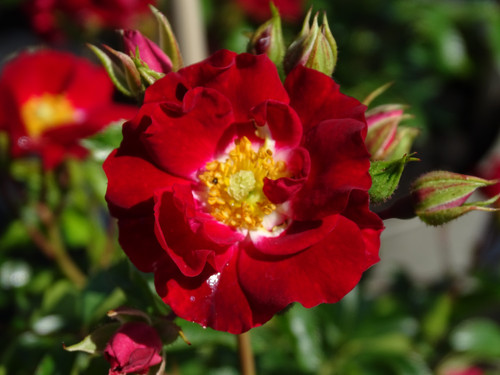 Rambling Rosie Rose | Shop | Apuldram Roses