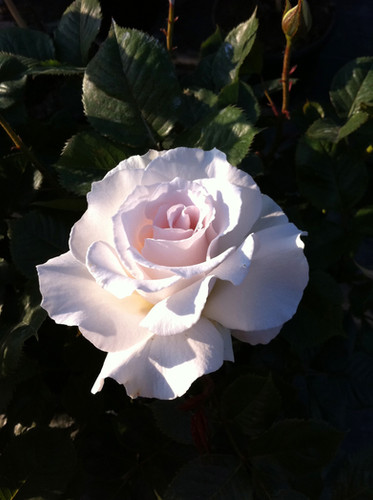 Margaret Merril Rose | Shop | Apuldram Roses