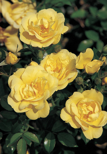 Flower Carpet Gold Rose | Shop | Apuldram Roses