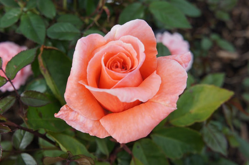 Fond Memories Rose | Shop | Apuldram Roses