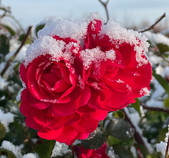 Apuldram Roses | Rose Growers