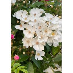 Kiftsgate | Shop | Apuldram Roses