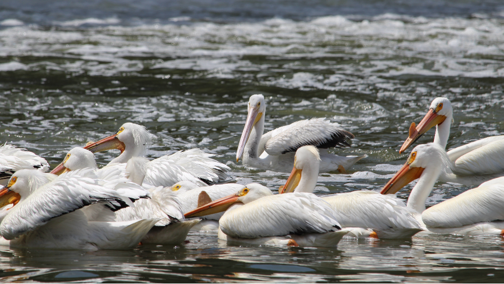 Manitoba: a pelican paradise?