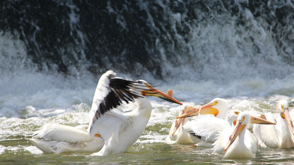Manitoba: a pelican paradise?