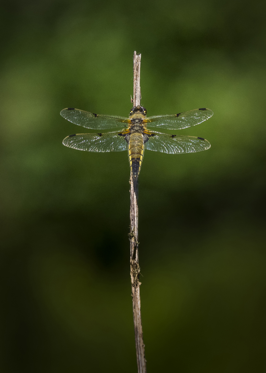 Keith Proven | Nature Gallery