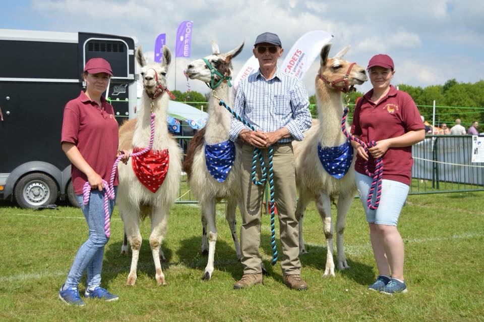 Llama Display | Black Rock Llamas