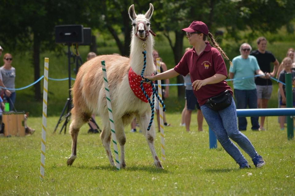 Llama Display | Black Rock Llamas
